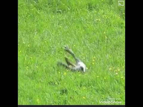 ERMİNE VE TAVSAN ARASINDAKİ KORKUNC SAVAS 😱😱#tavşan #rabit #ASLAN #ermine #oyun #belgesel #hayat