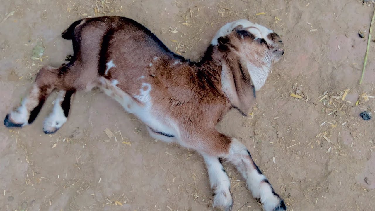 The goat gave birth to three children two died and one survived/jutt ...