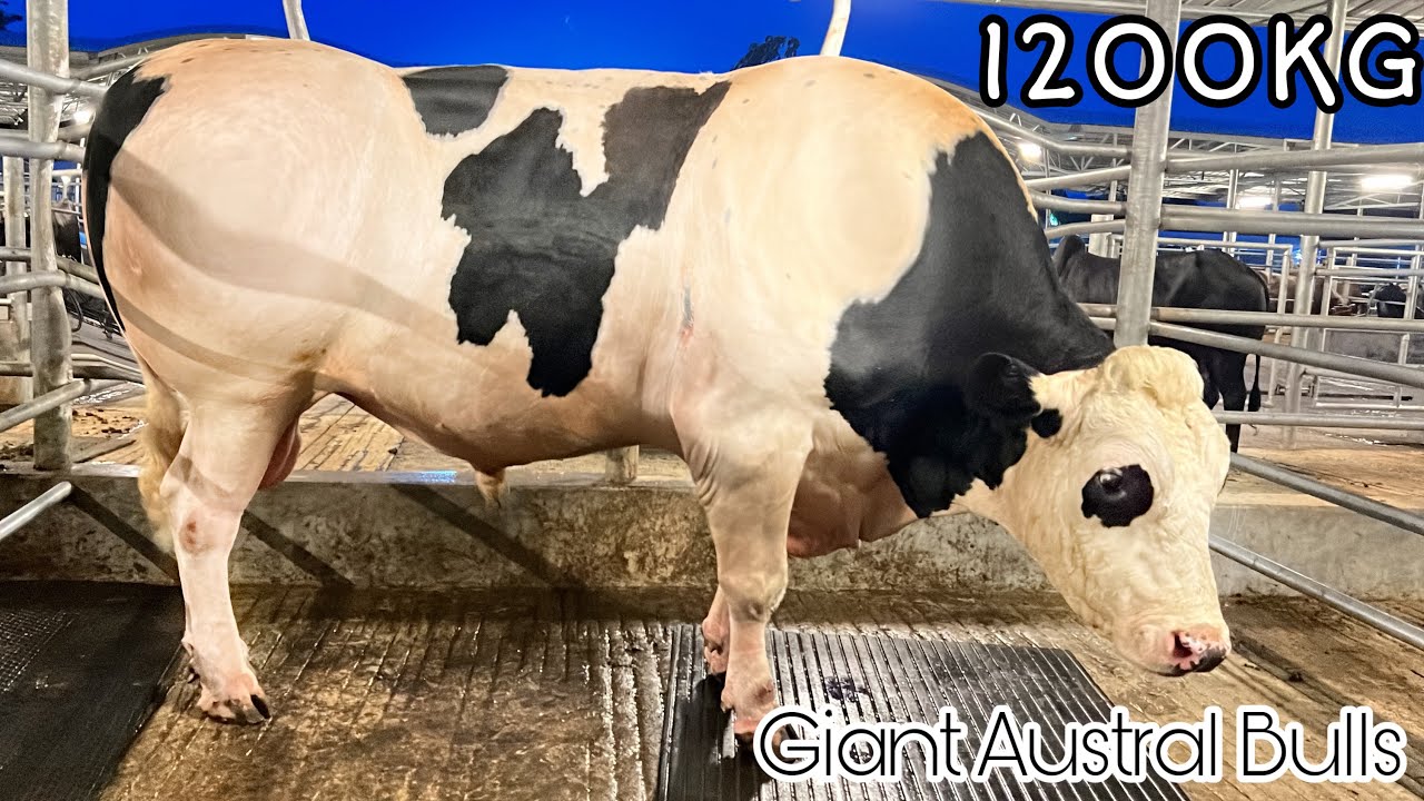 1200KG Giant Austral Bulls | Dutch Dairy LTD. DGH- BD CATTLE MARKET ...