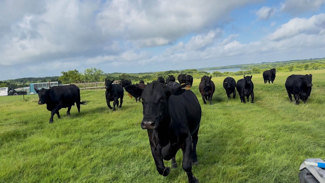 SURPRISE Visit From Uncle Josh! Feeding Cattle at Pride Ranch - YouTube