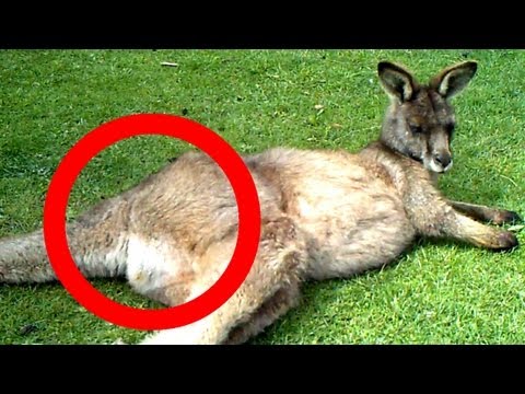 FARTING KANGAROO