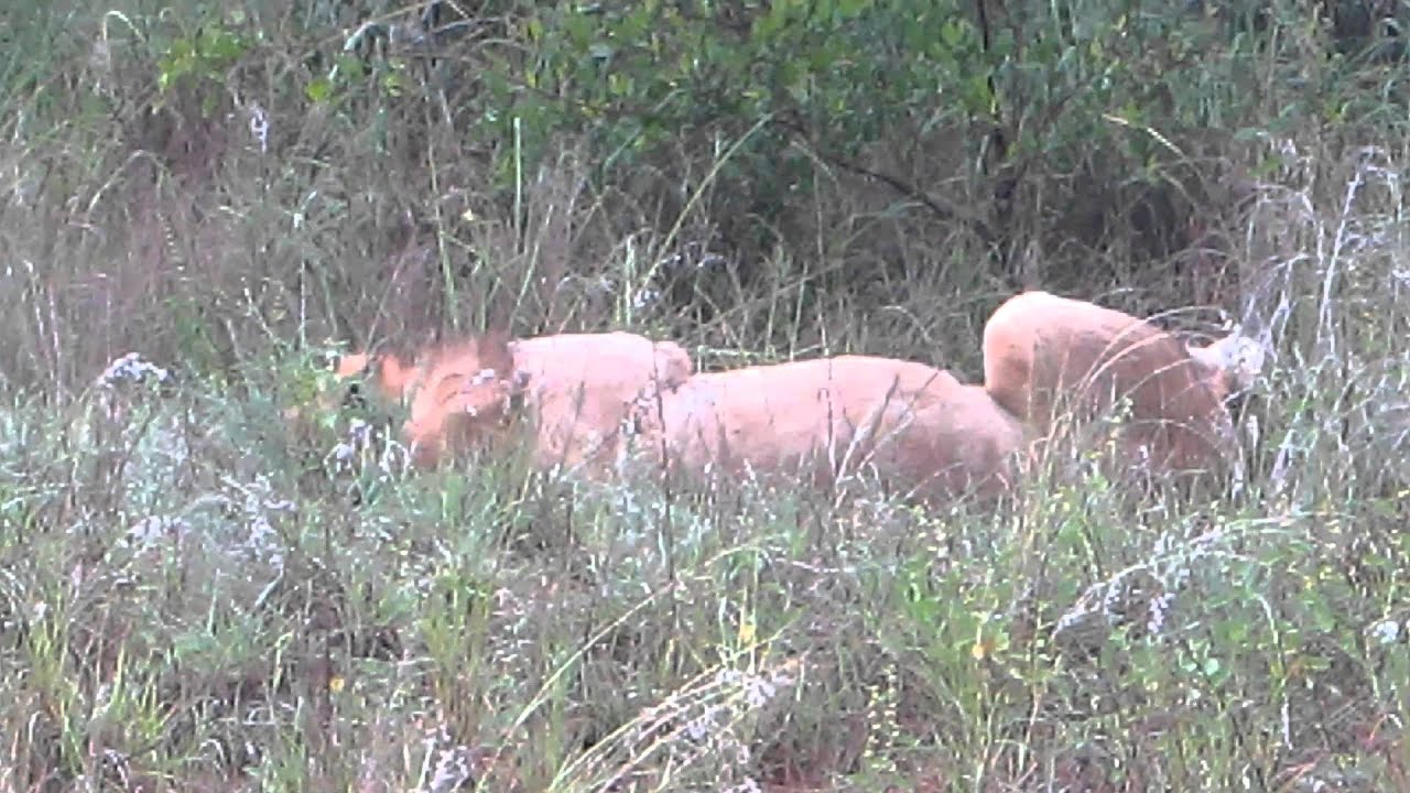 Lion rolling over - YouTube