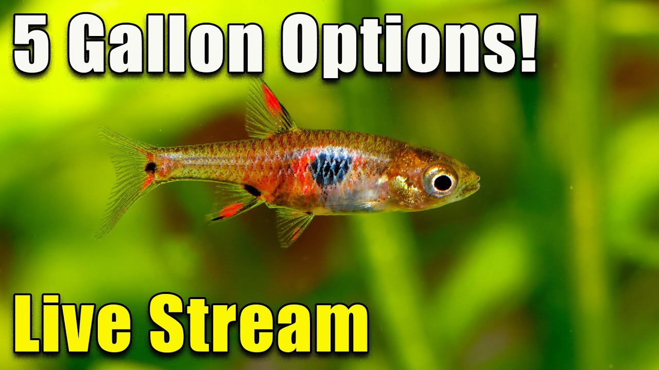 LIVE Great 5 Gallon Tank Stocking Options Plus FIsh Q A And A live-great-5-gallon-tank-stocking-options-plus-fish-q-a-and-a