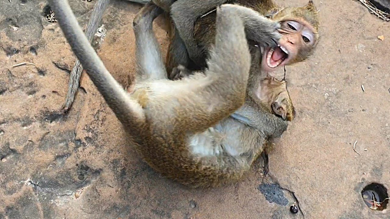 Monkey fight and playing against - YouTube