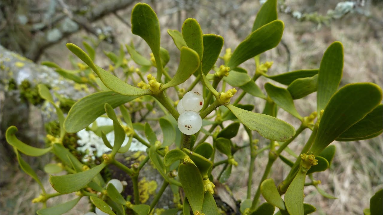 le gui vit sur les arbres - YouTube