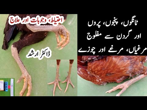 Paralysis in Birds | Dr ARSHAD - YouTube
