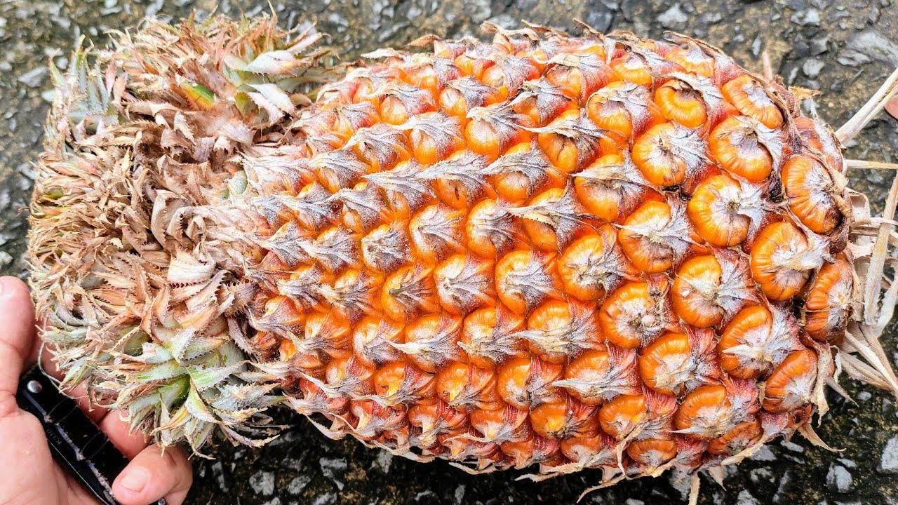 Giant Pineapple with Fasciation (Ananas comosus) - YouTube