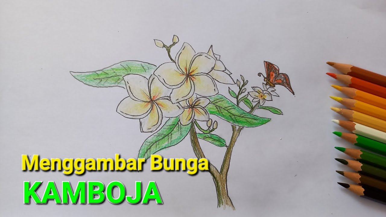 Cara Menggambar Bunga Kamboja | How to Draw Frangipani Flower # ...