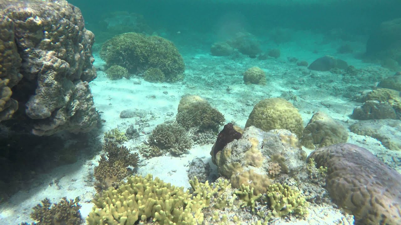 Spanish Steps Snorkeling - Octopus - Pt. 1 - Guam - 2016 - 4K - YouTube