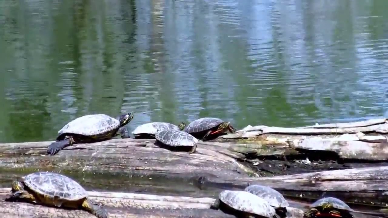 turtles - YouTube