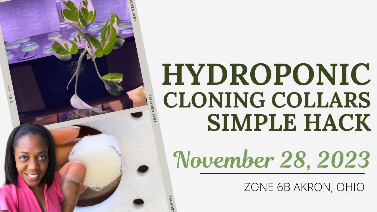 Hydroponic Cloning Collar Hack | Propagation Method | Edibles and ...