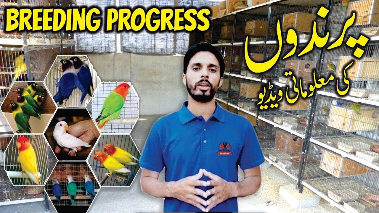 Important Tips For Breeding Season | Complete Breeding Progress One by ...