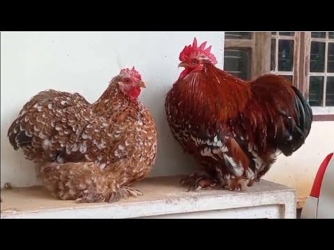 Millie flower fancy hen millie chickens #chickens - YouTube
