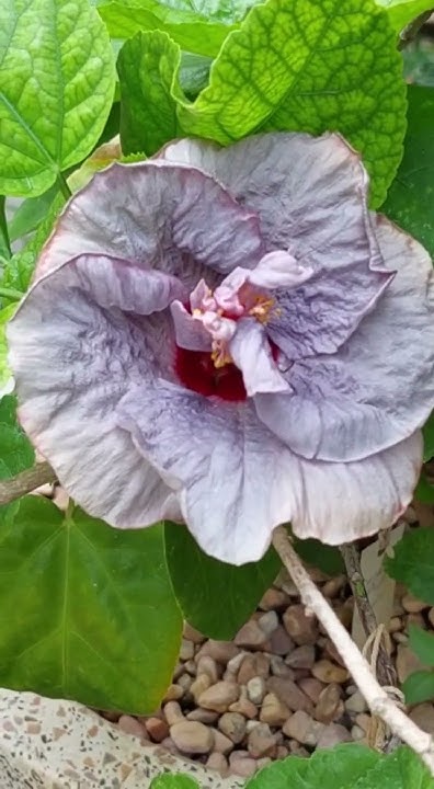 #Bunga Java Rose Hazelnut dan Java Lavender Rain sedang berbunga # ...