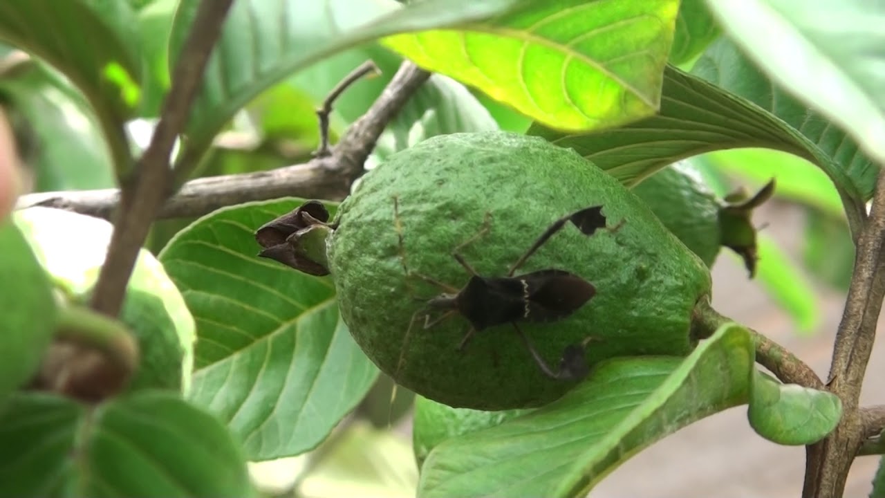 Gorgulho, o inseto da goiabera - YouTube