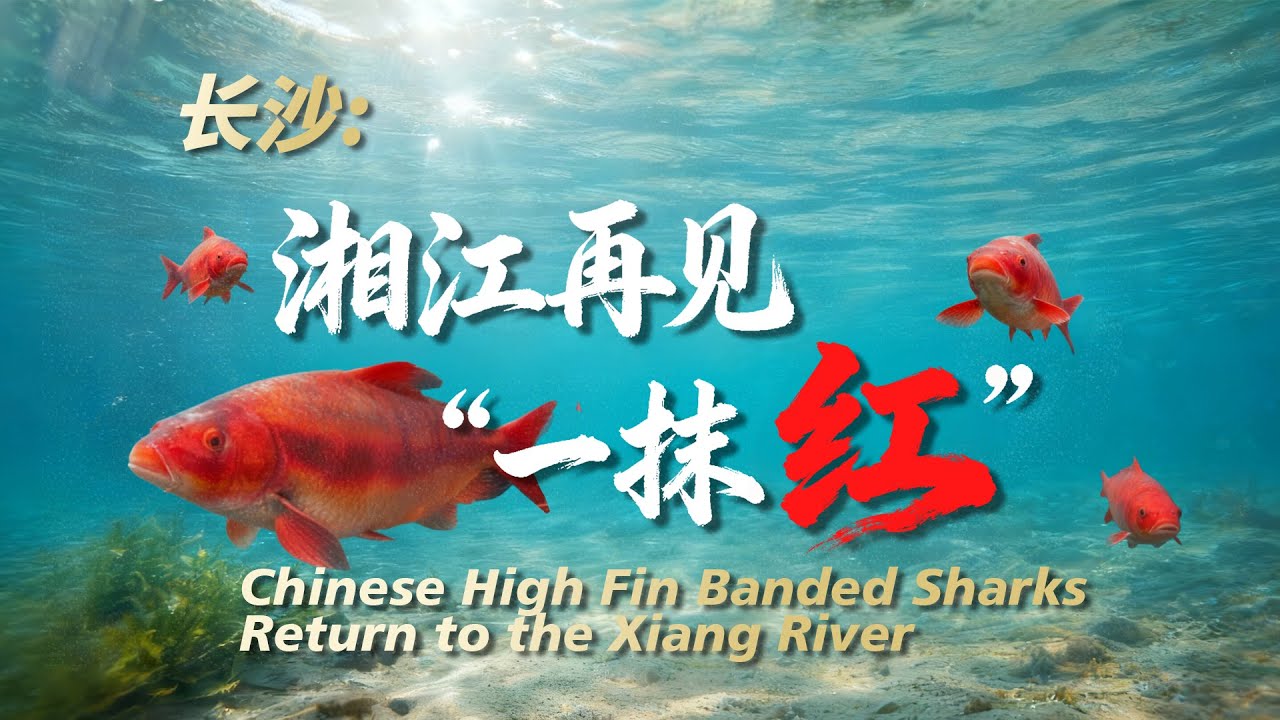 Wild Yangtze｜Changsha: Chinese High Fin Banded Sharks Return to the ...