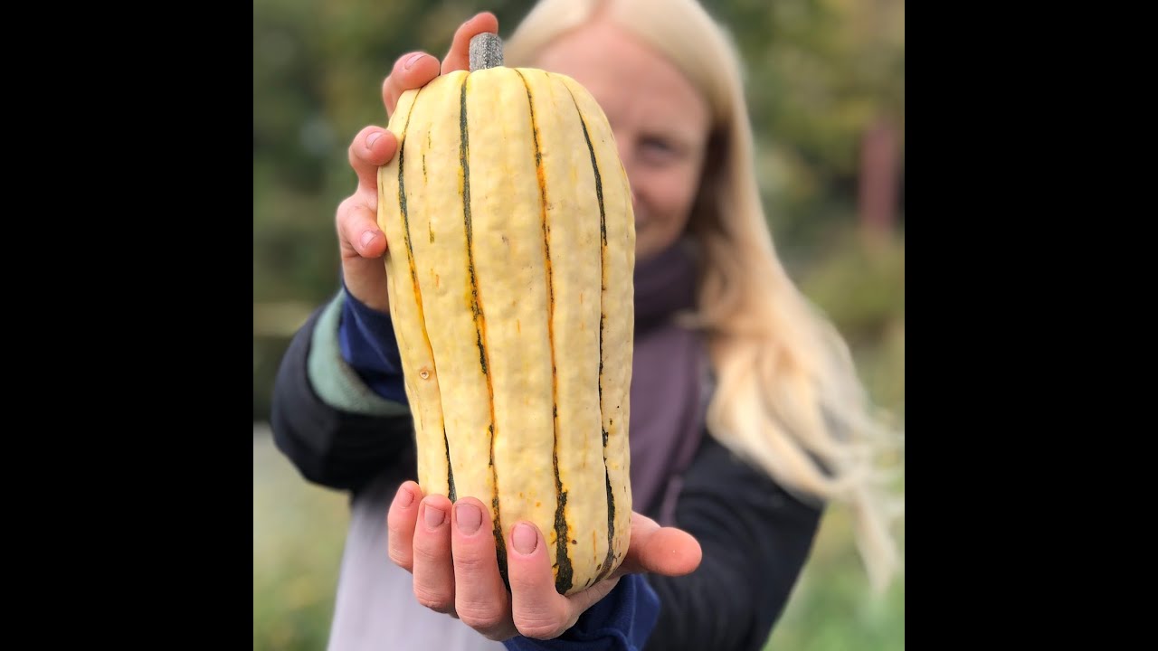 The Delectable Delicata Squash - YouTube