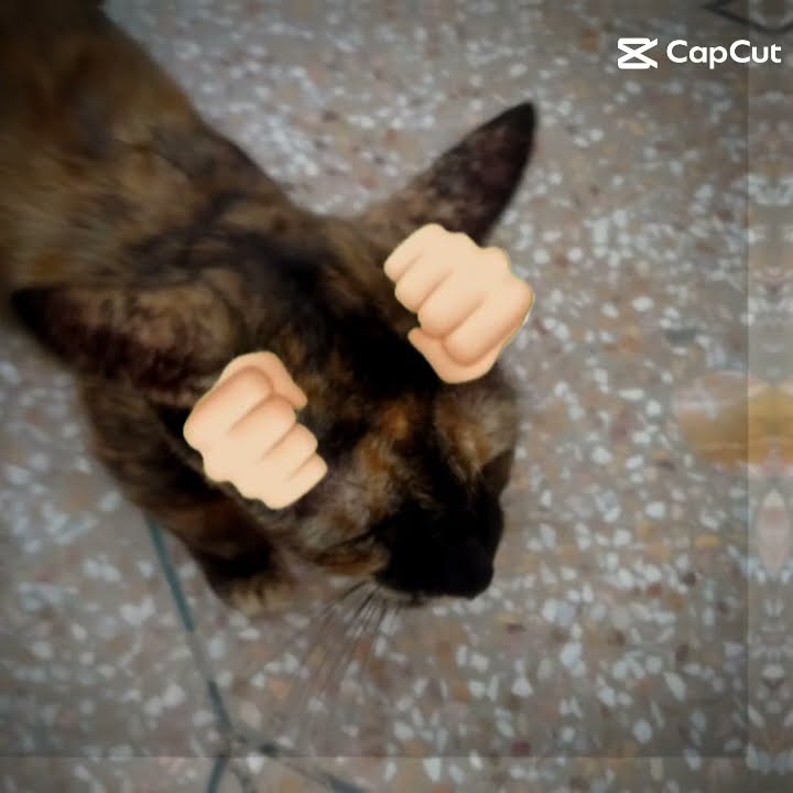 Mano cat#cats#edit - YouTube