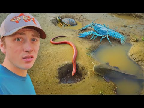 Krasse Entdeckung: Seltsame Tiere leben in Schlammhöhlen!