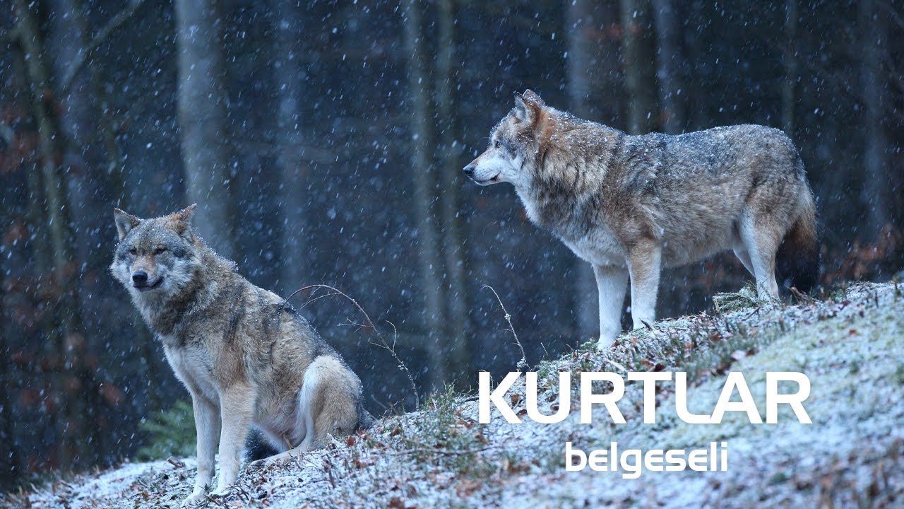 Kurtlar - Hayvanlar Alemi - Belgesel #belgesel - YouTube