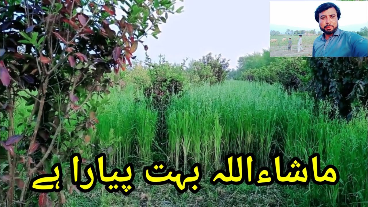 mashallah bahut pyara hai Arshad khan vlogs - YouTube