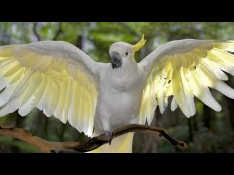 Have A Nice Sunday - Nigel The Cockatoo - YouTube