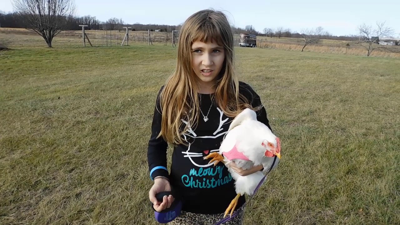 How to Train a Chicken to Lead - YouTube