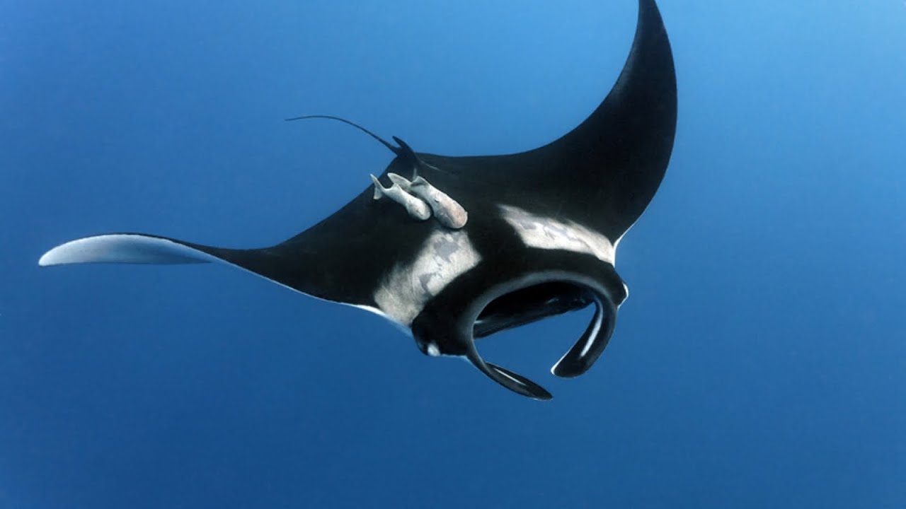 Manta Ray The Majestic Sea Flap Flap #oceanlife - YouTube