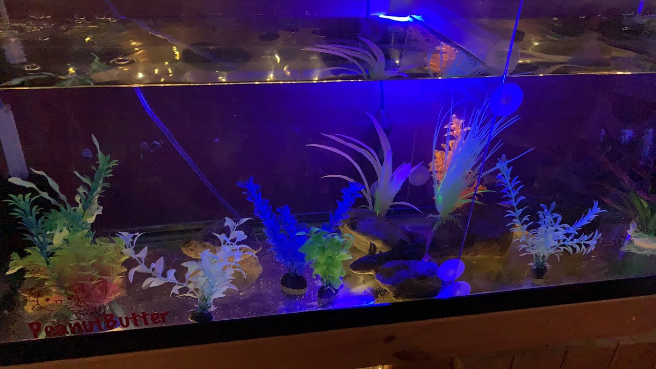 Fish tank talk :) come join - YouTube