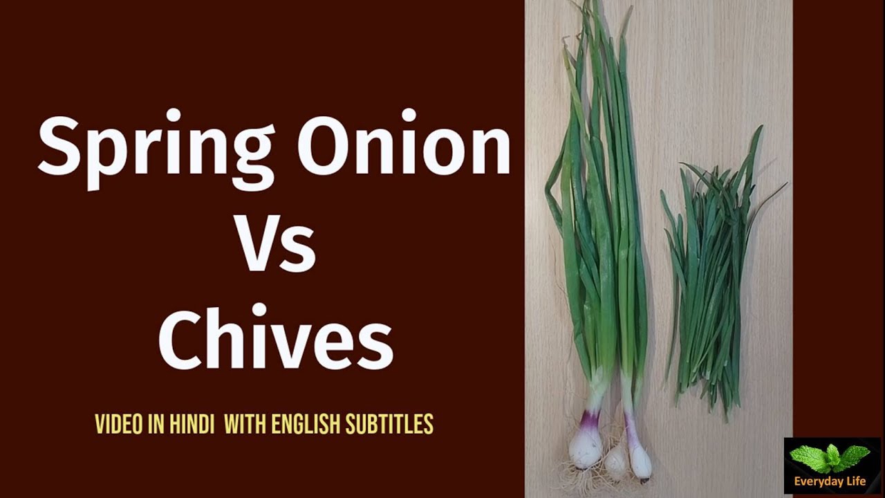 Spring Onion Vs Chives | हरा प्याज vs चाइव्स | Everyday Life # 319 ...