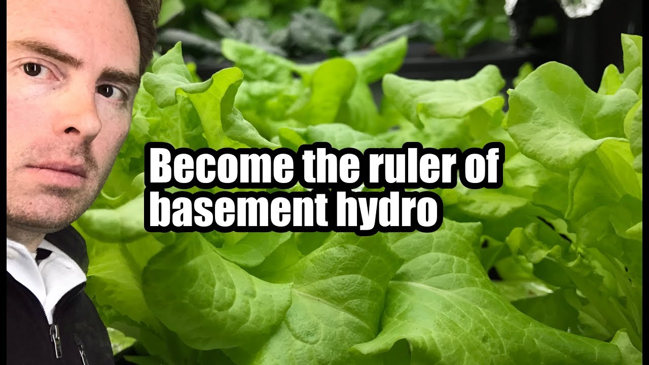 How to grow the world’s greatest Kratky hydroponics garden - YouTube