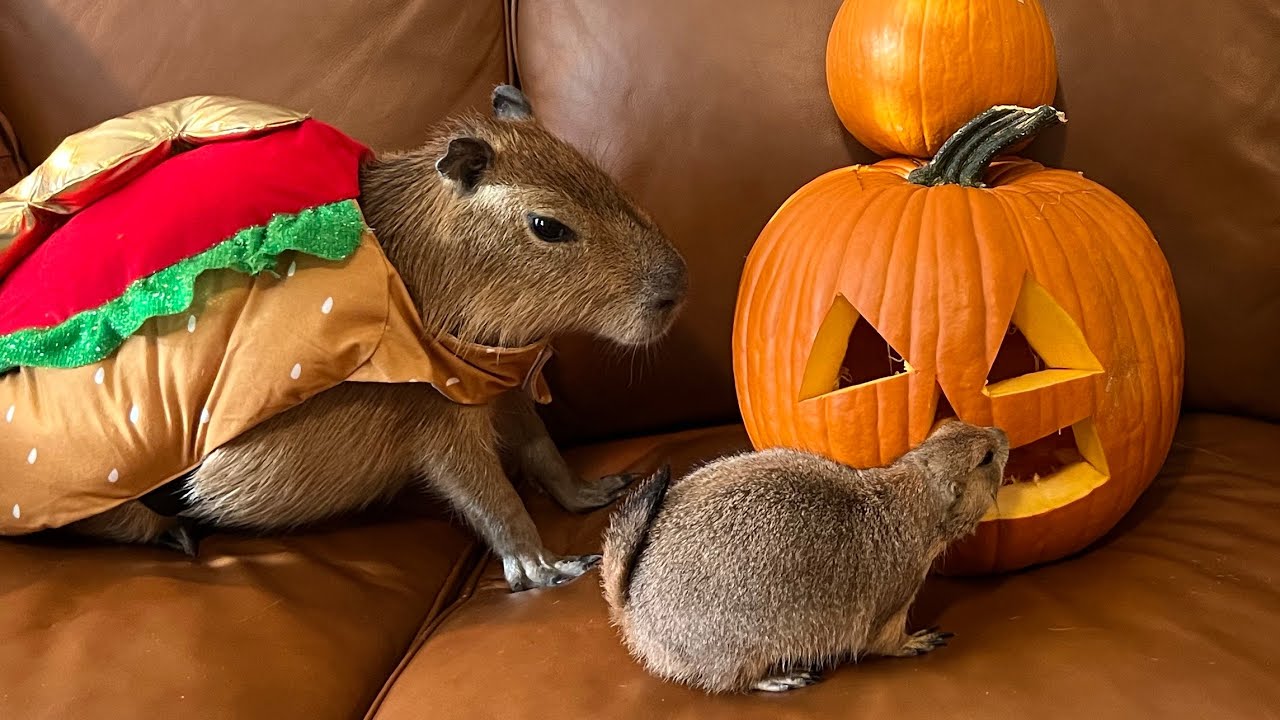 Gort Carves His First Pumpkin - YouTube