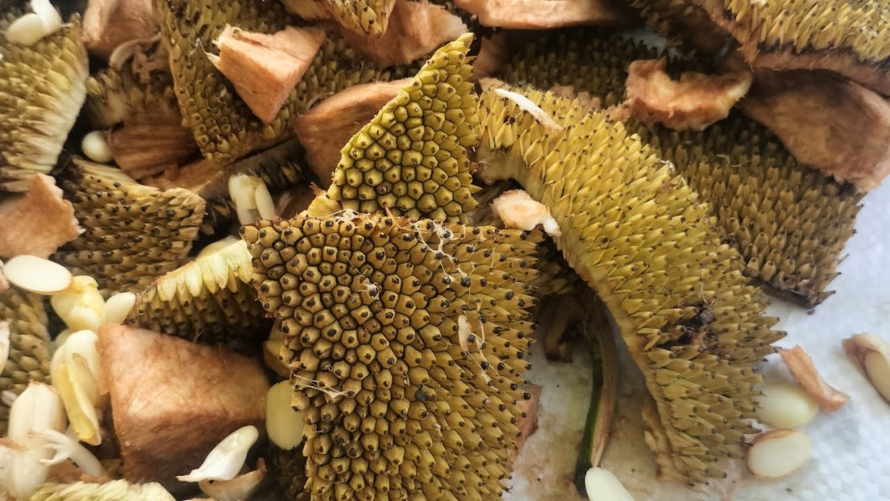 first kathal of season 😋😋🫢🫢 - YouTube