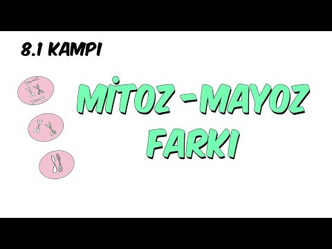 Mitoz ve Mayoz Farkı | 8.1 Kampı
