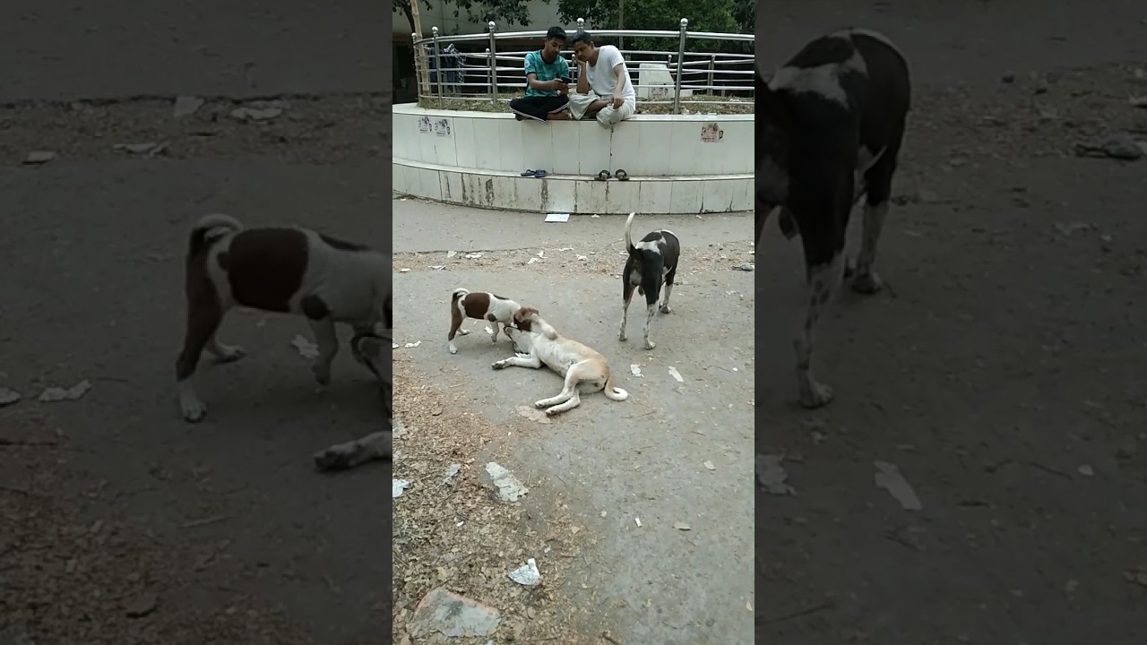 Small Dog fight with Big Dog. - YouTube