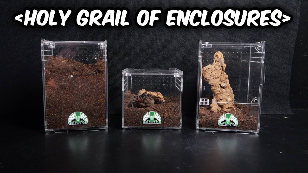 These are THE BEST Acrylic Enclosures for TARANTULAS and other critters ...