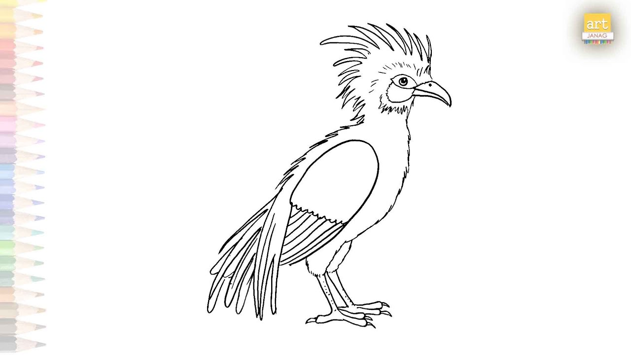 Secretarybird drawing easy | Outline bird sketches | How to draw A ...
