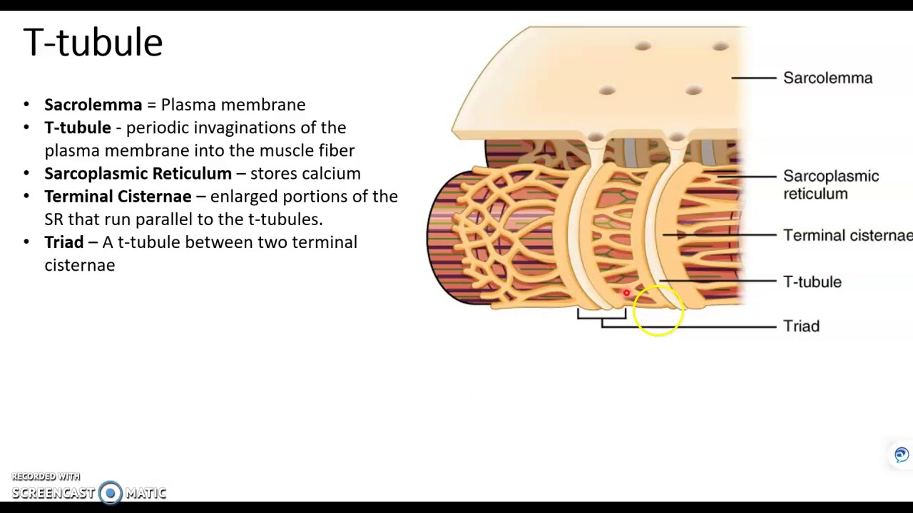 Chapter 10D - Muscle Tissue - EC Coupling - YouTube