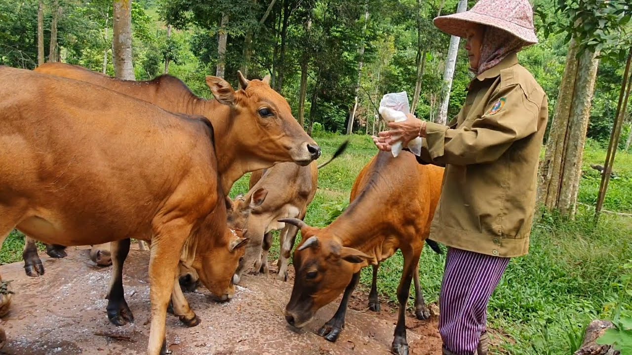 Hnub no kv thauj tais lau mu saib nyuj pem tsav nawb - YouTube