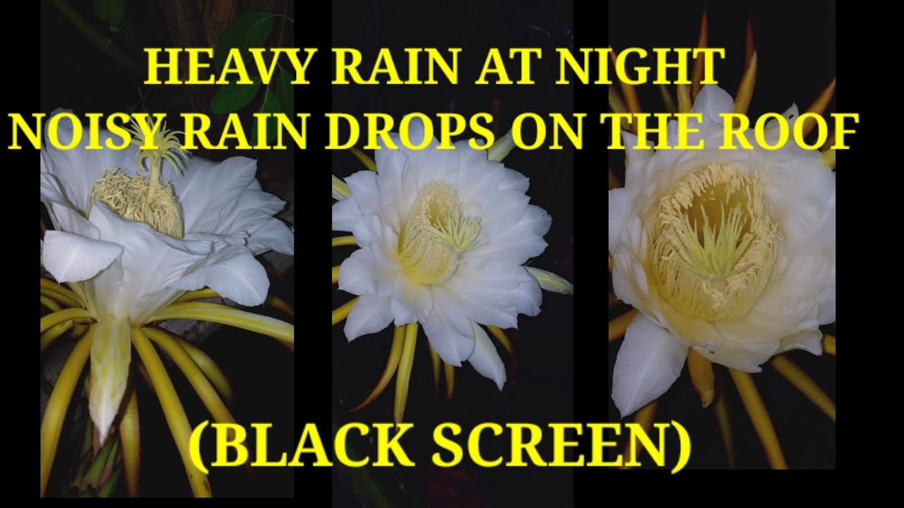 HEAVY RAIN AT NIGHT || HEAVY RAIN DROPS ON THE ROOF || 2 HOURS HRAVY ...