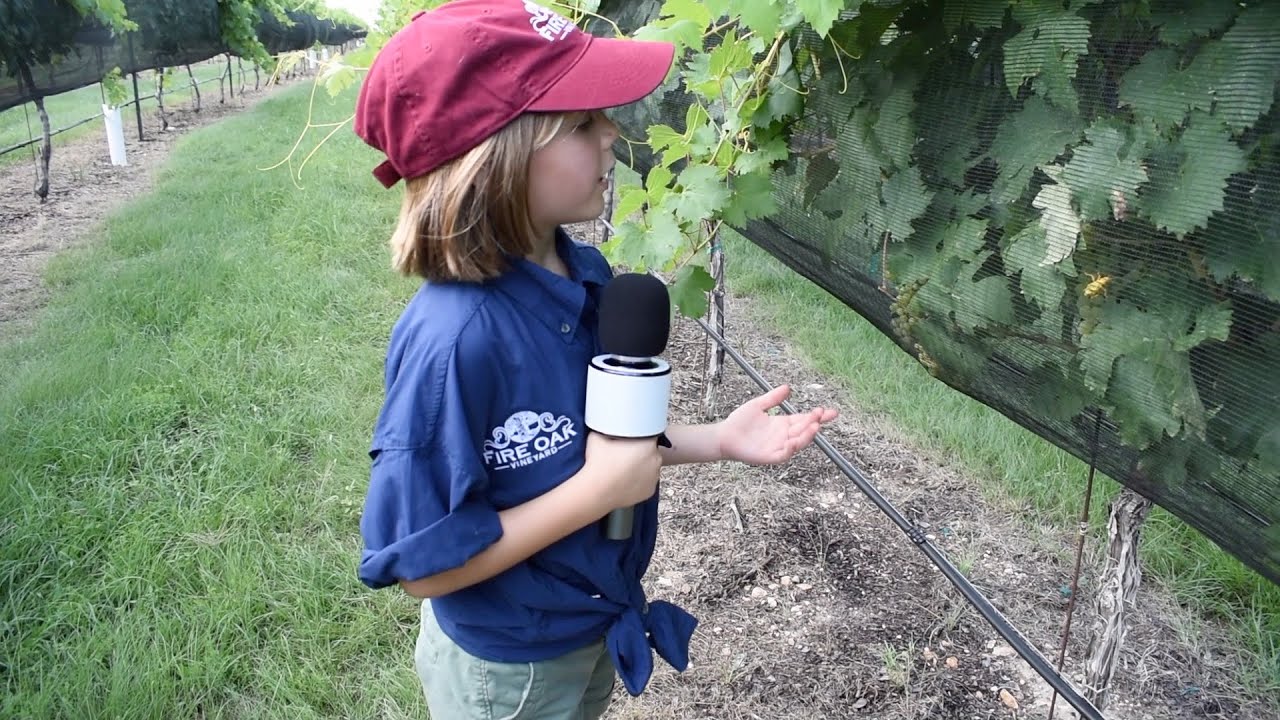 Fire Oak Vineyard Tour by Sadie Webb - YouTube