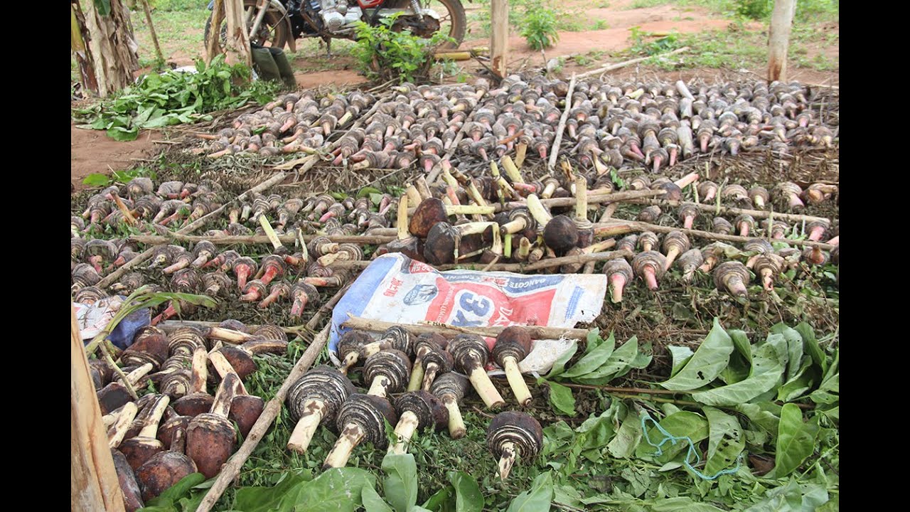 Multiplication des vivo-plants de bananier plantain par la méthode PIF ...