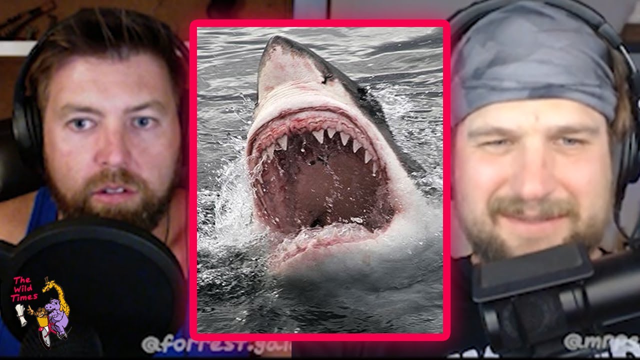 The 12 Strongest Bite Forces in The Animal Kingdom - YouTube