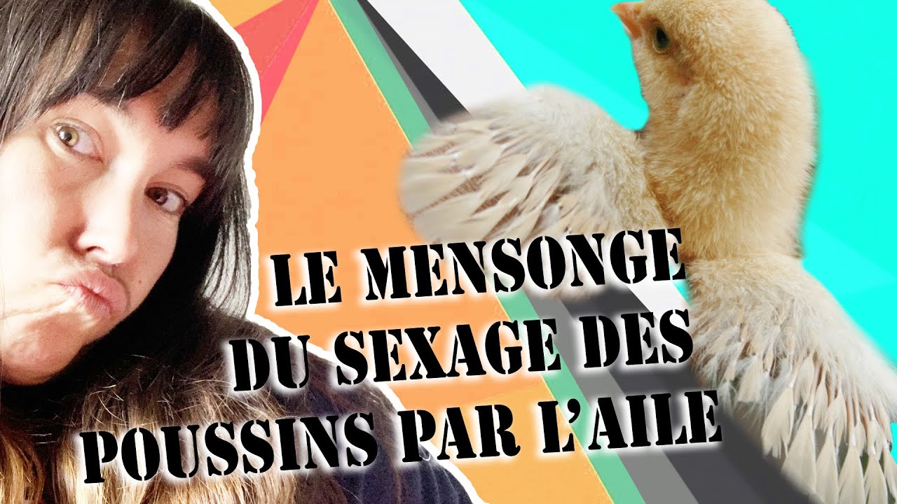 comment sexer les poussins le mensonge du sexage par l'aile - YouTube