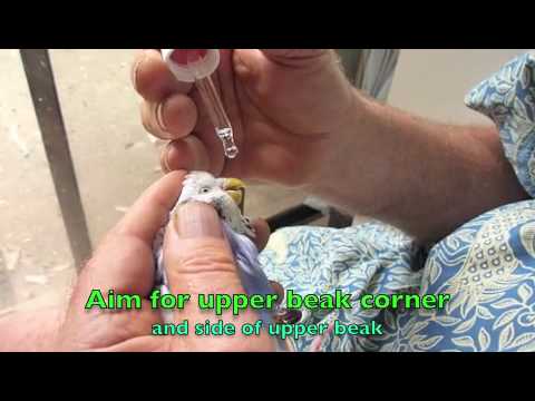 Birds Budgies How To Give Drops By Mouth - YouTube