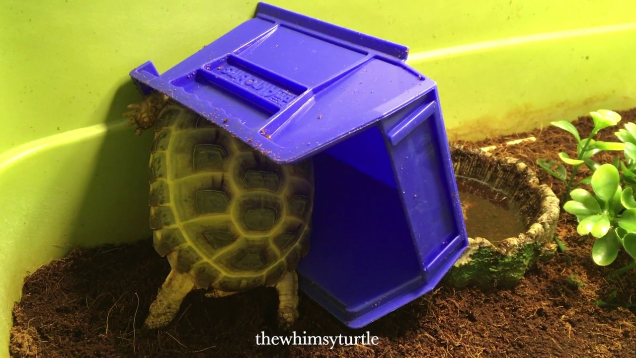 Ninja Tortoise Training: DIY Treadmill - YouTube