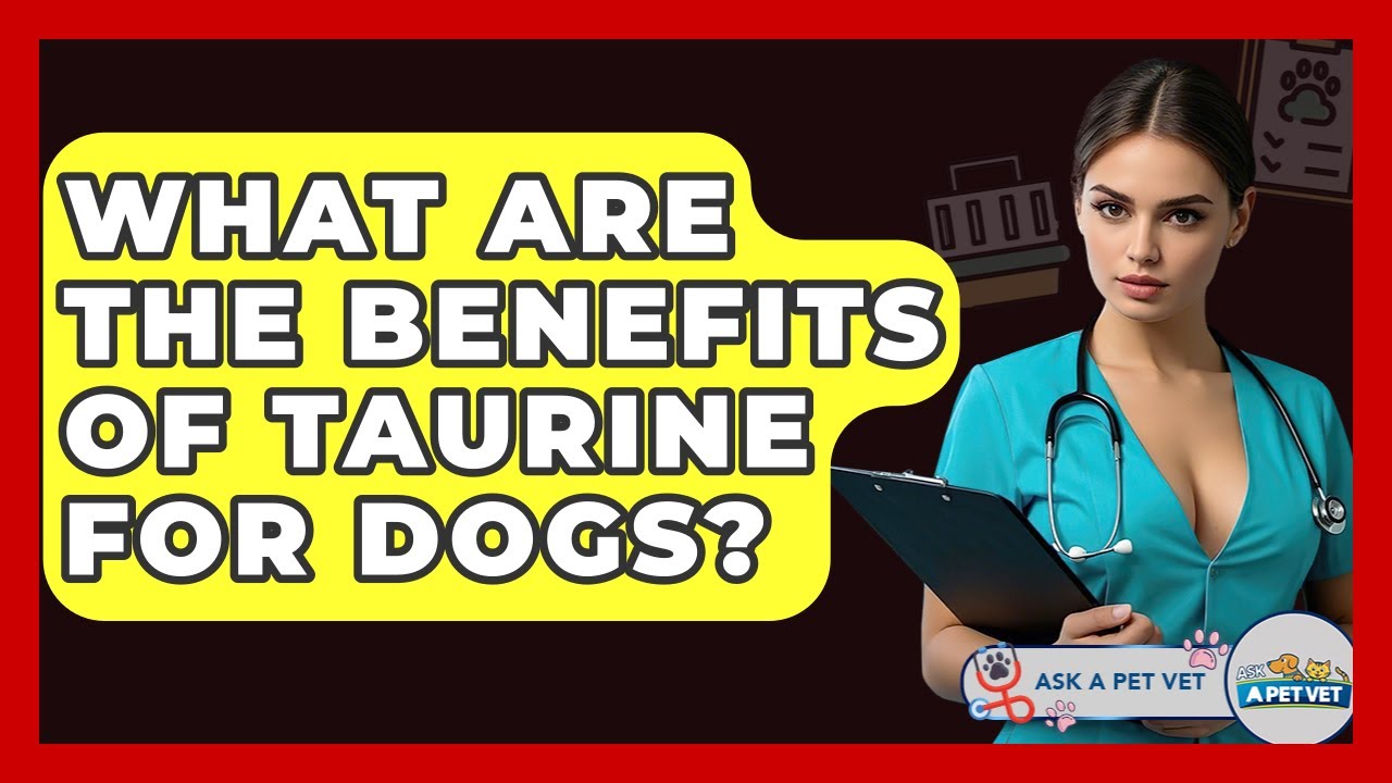 What Are The Benefits Of Taurine For Dogs? - Ask A Pet Vet - YouTube