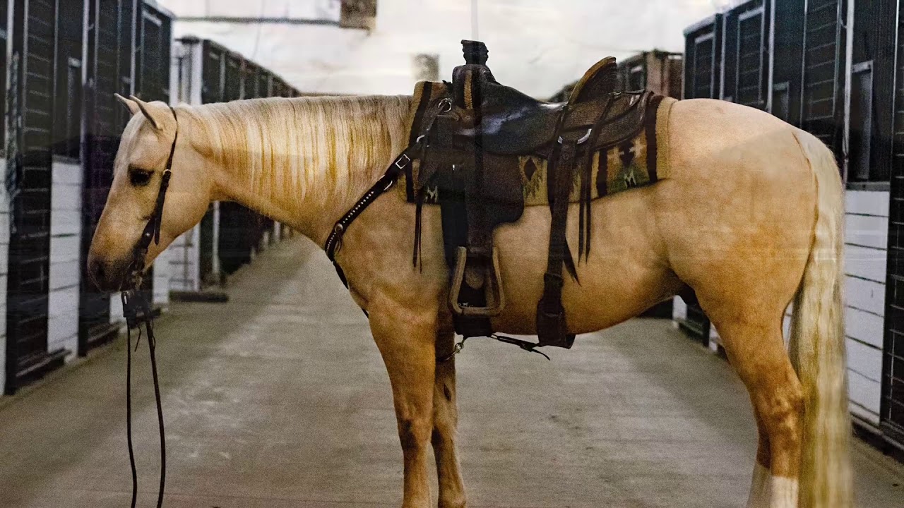 Four Kings Smokin - 2012 red Dun Gelding - YouTube