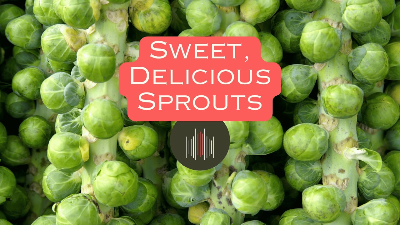 How to Grow Brussels Sprouts [No more TINY & BITTER Sprouts] - YouTube
