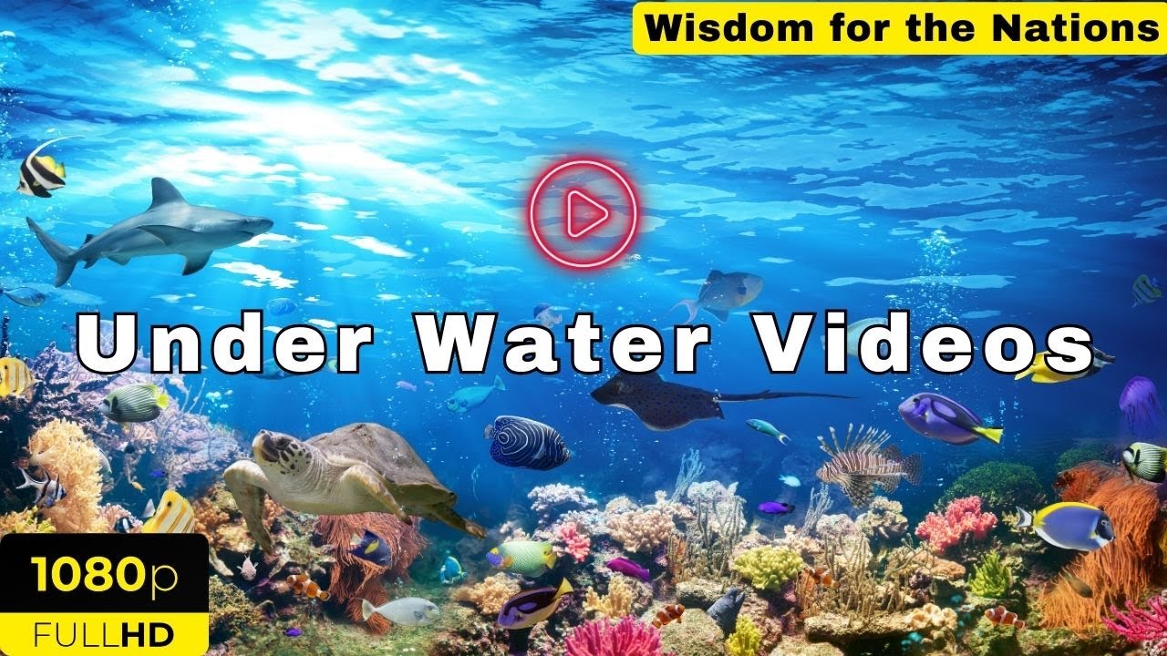 3 HOURS Stunning Underwater footage + Music | Rare & Colorful Sea Life ...